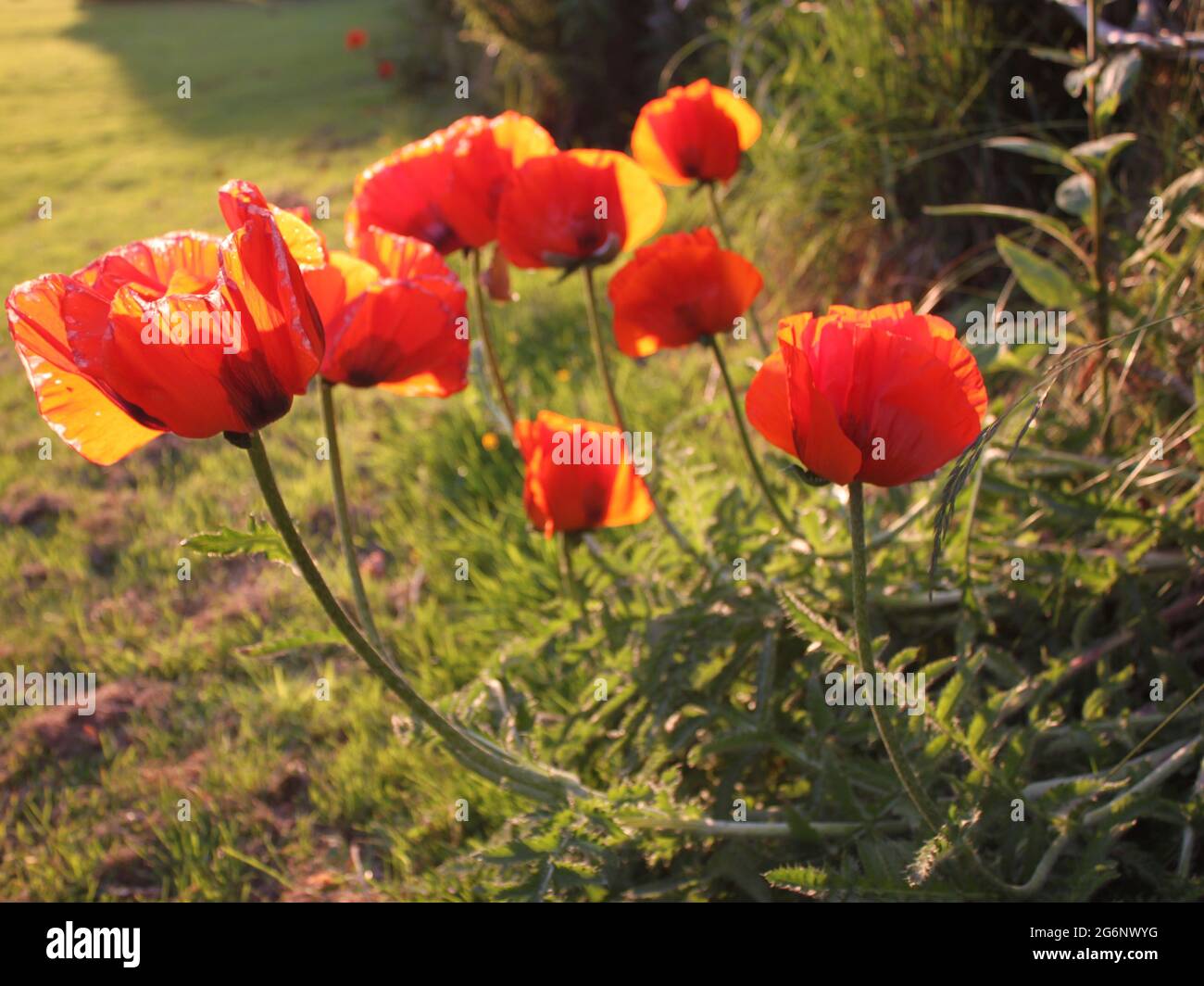 Scottish flame flower hi-res stock photography and images - Alamy