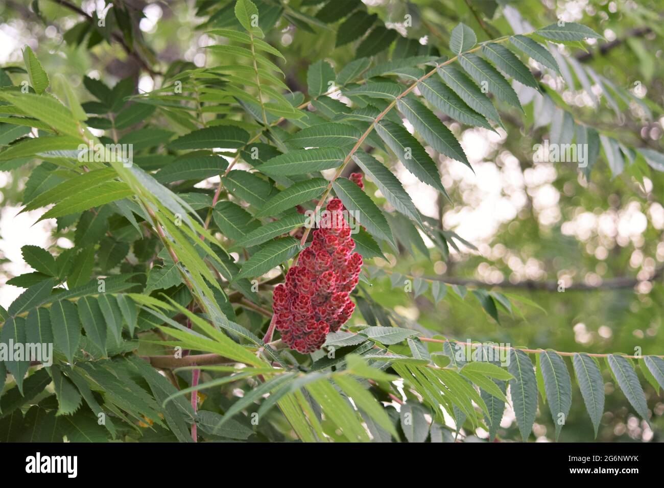 Fresh sumac tree leaves hi-res stock photography and images - Alamy