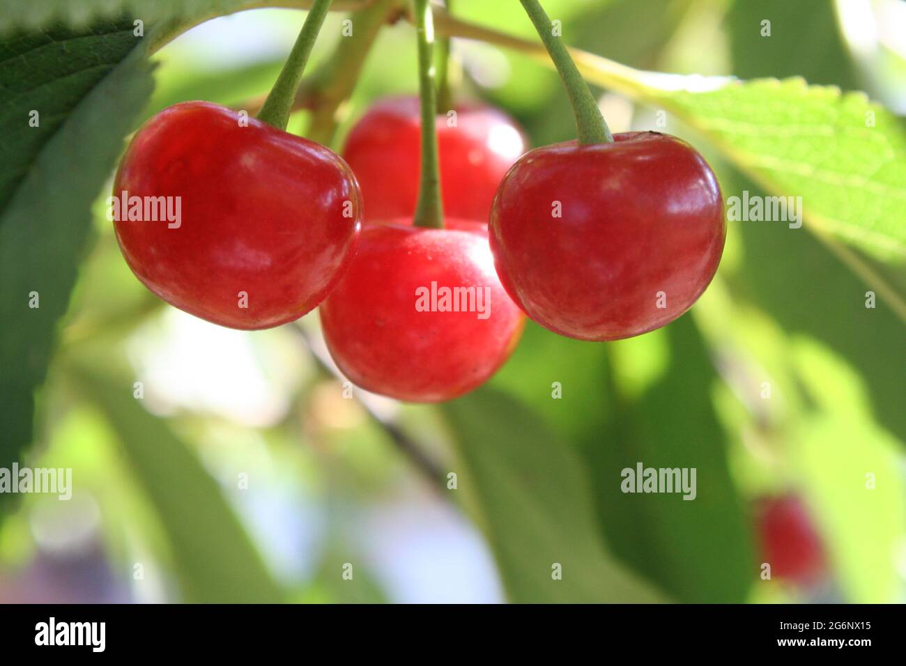 Cherry red cerise hi-res stock photography and images - Alamy