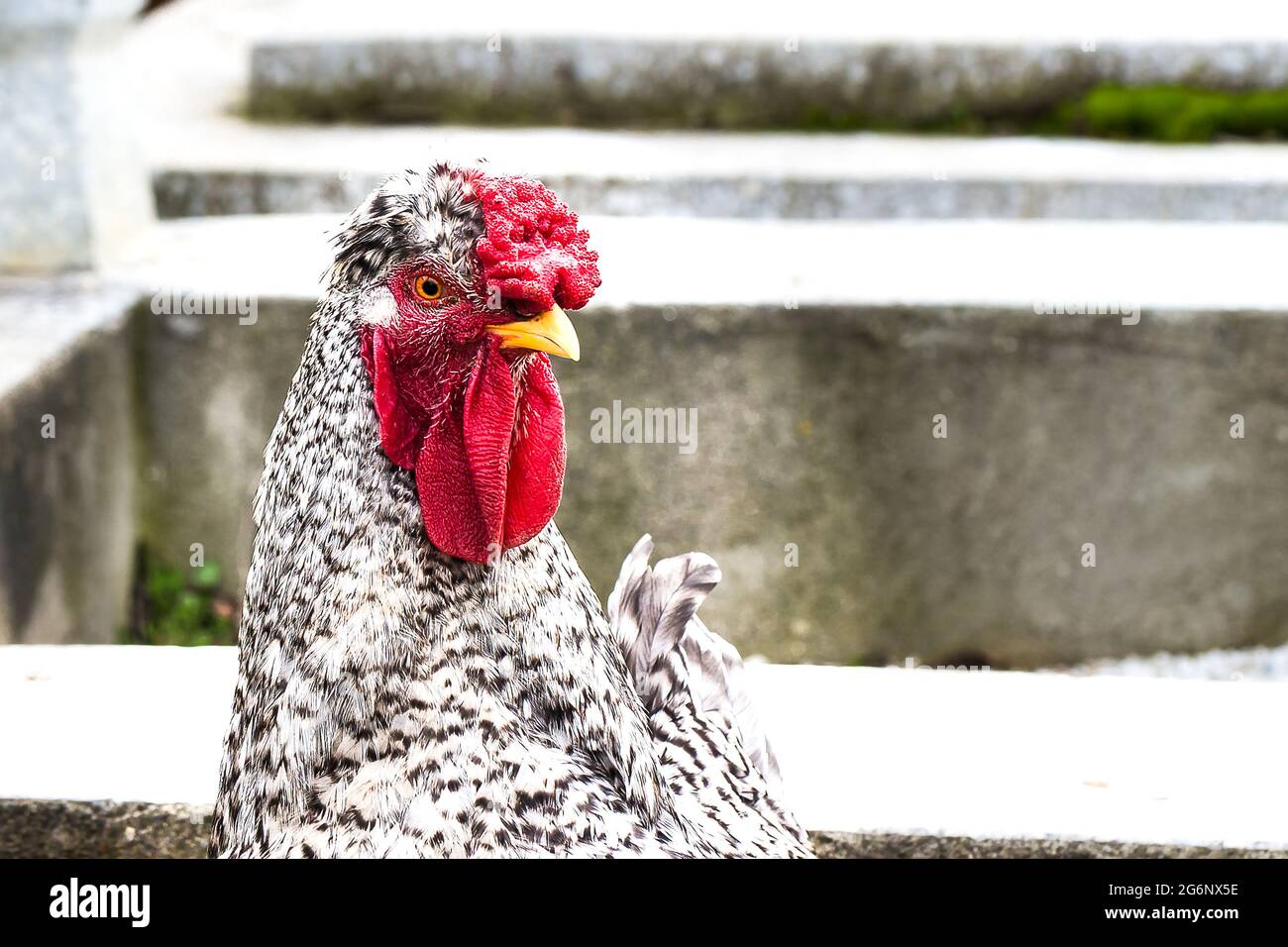 Beautiful portrait of white and black rooster in a farm Stock Photo - Alamy