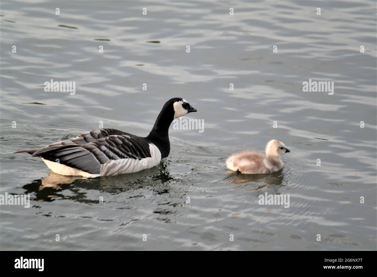 Baby barnacle hi-res stock photography and images - Alamy