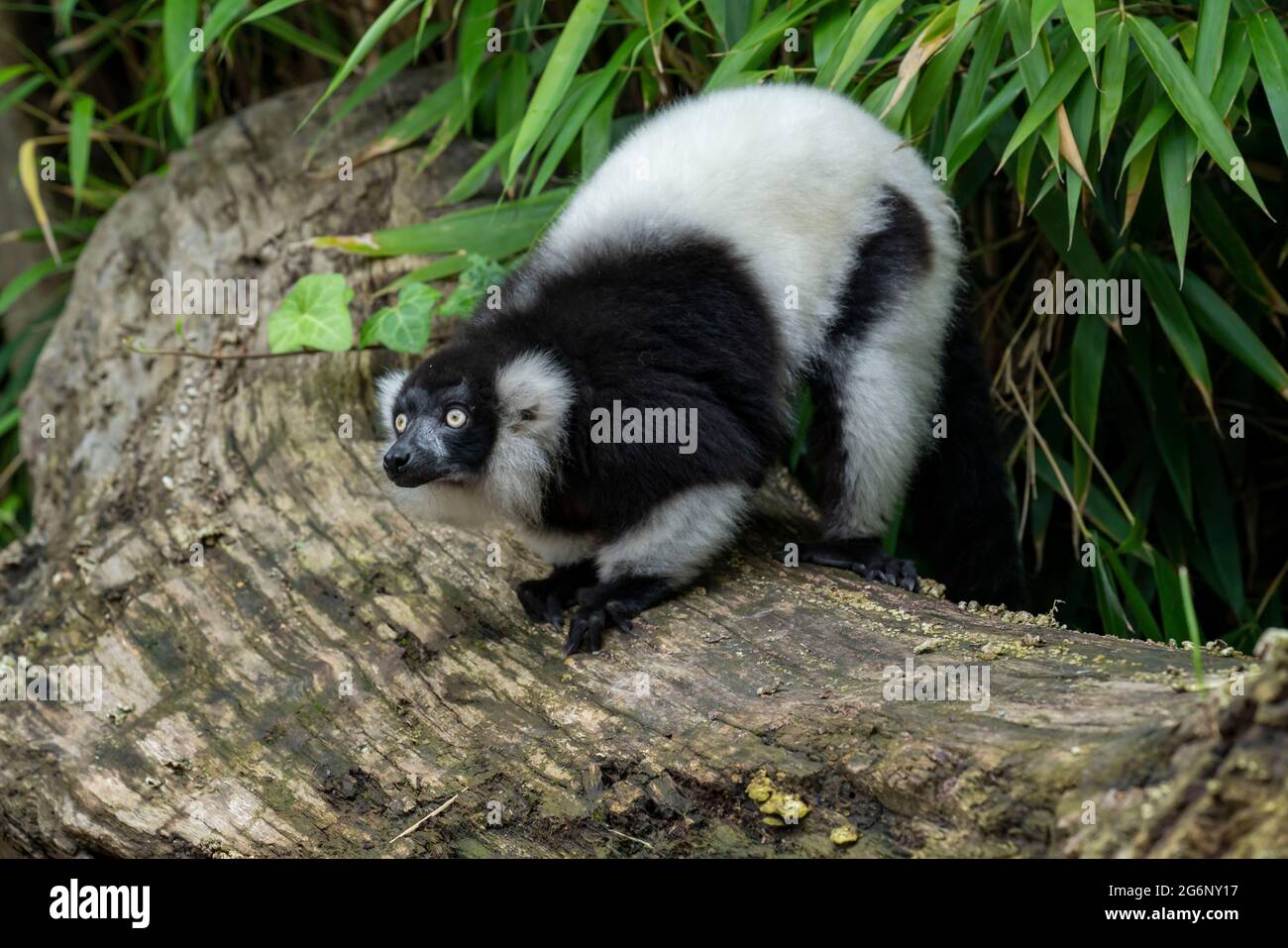 Vareicia variegata variegata hi-res stock photography and images - Alamy