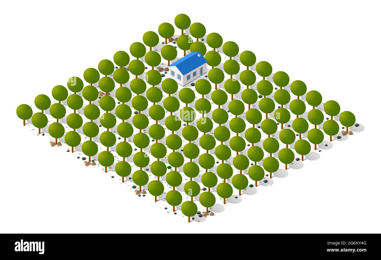 Nature forest landscape of isometric illustration with green tree ...
