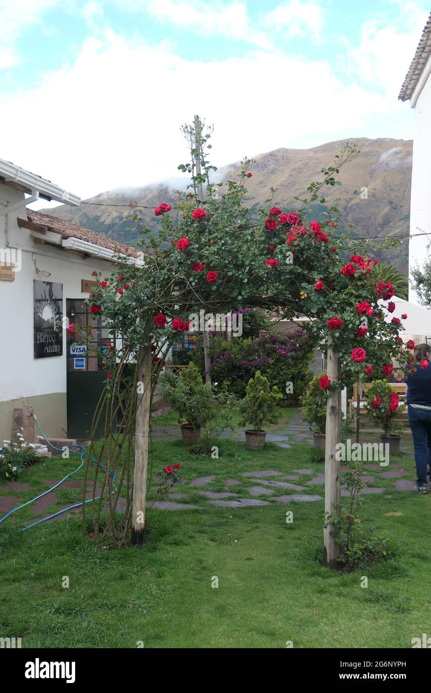 Red flowers in a village in the Republic of Peru Stock Photo - Alamy