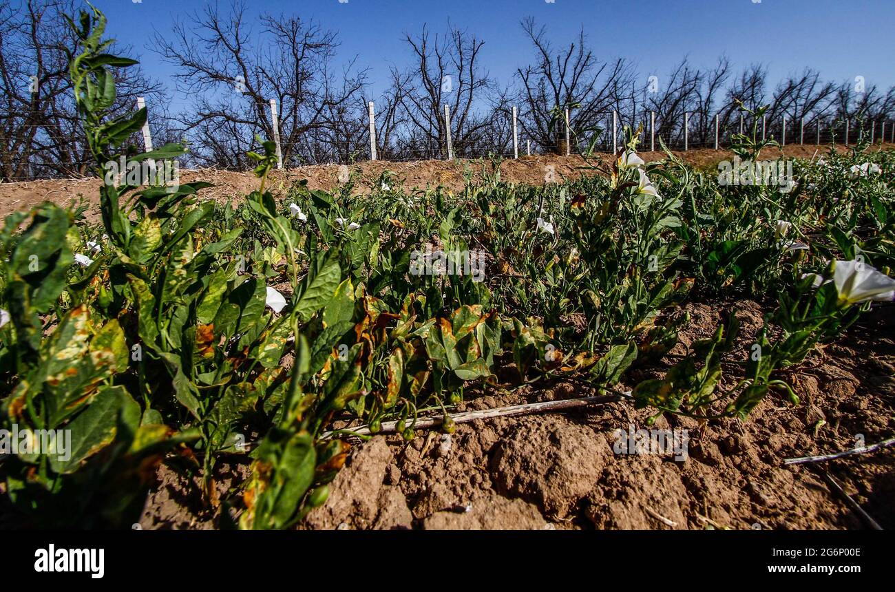 Ortalizas flowers and plants in crop fields on the coast of Hermosillo ...