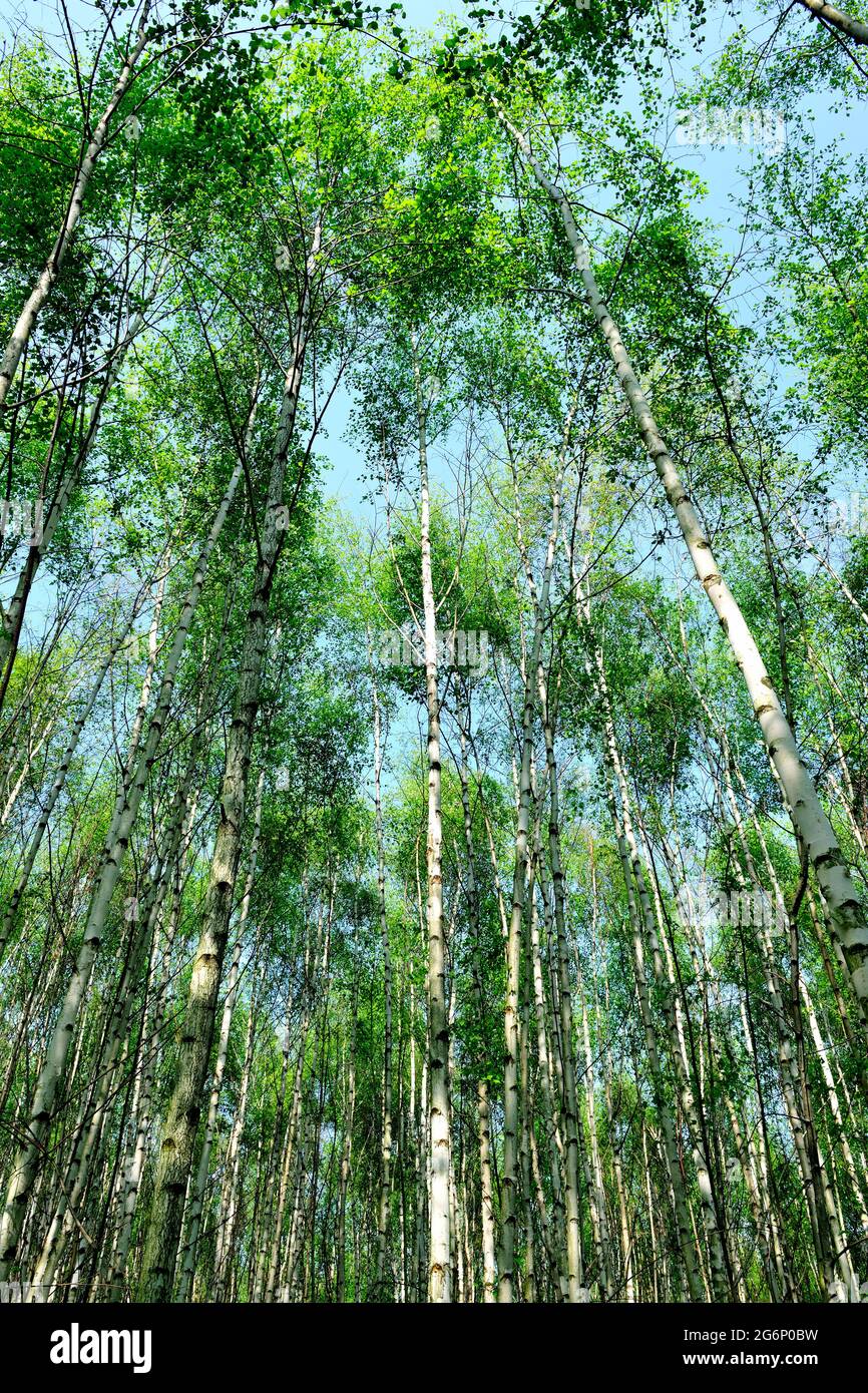 background, beautiful, clear, colorful, country, countryside ...