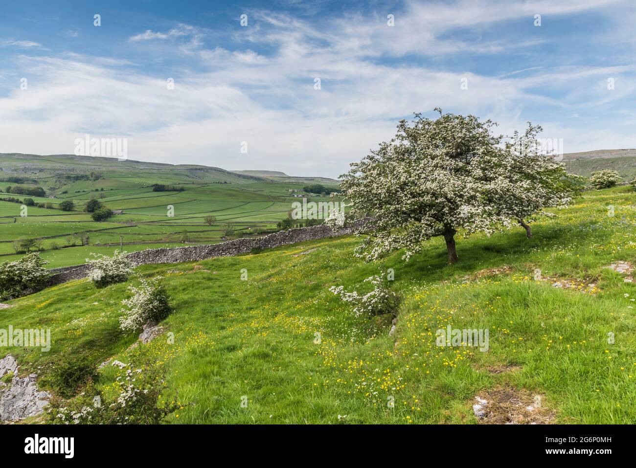 Pleasant scenery of flowering Hawthorn trees at the triple SSSI site of ...