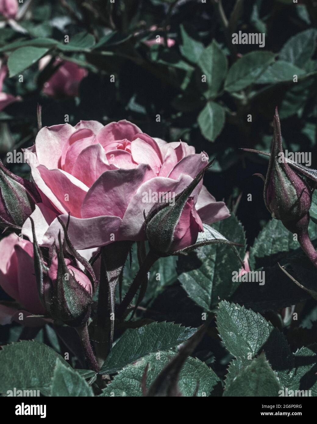 Single pink rose blossom on a rose bush in the spring Stock Photo - Alamy