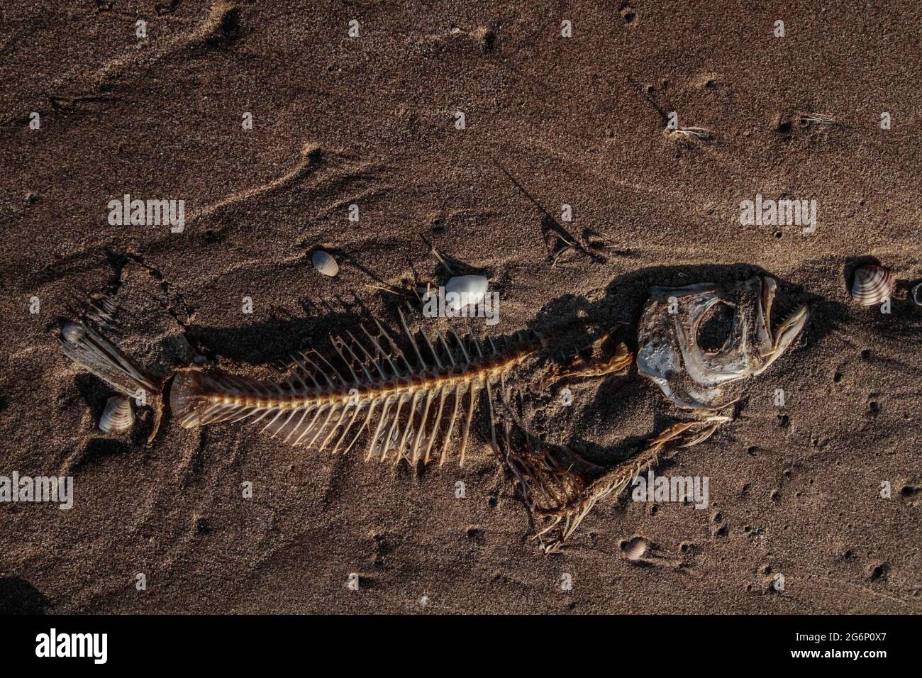 Arena muerta hi-res stock photography and images - Alamy