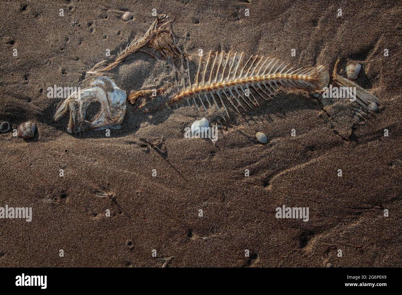 skeleton of Dead fish on the sand of old Kino. food or sea food. ocean ...