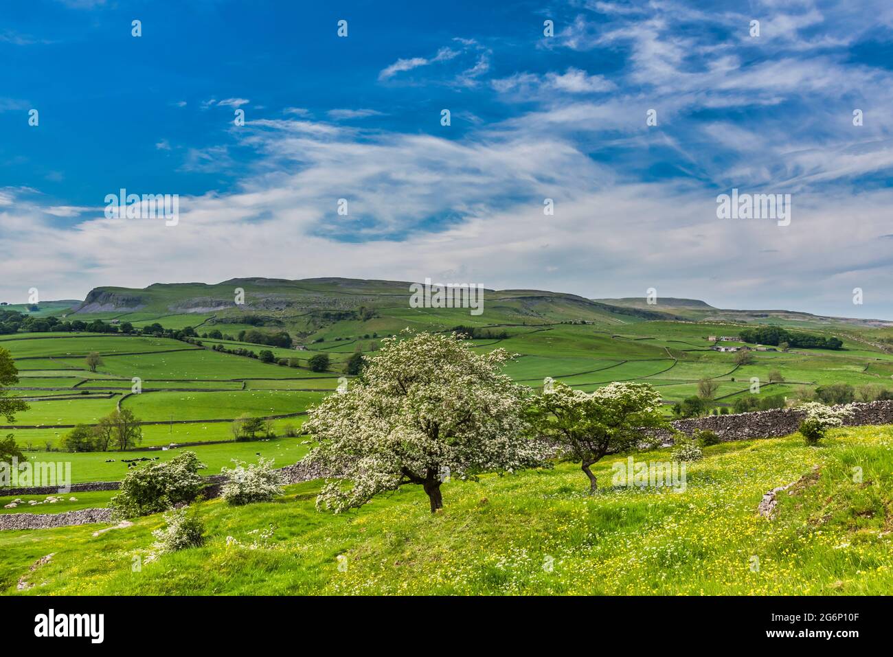Pleasant scenery of flowering Hawthorn trees at the triple SSSI site of ...