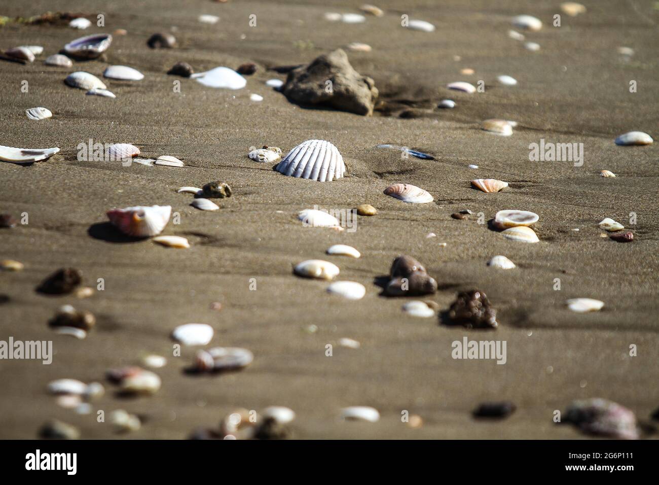 Kino almeja sobre la arena de bahia de Kino.Clam on the sand of Kino ...