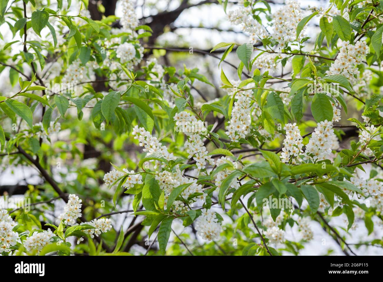 Lots of branches with flowering stalks, used as background or texture ...