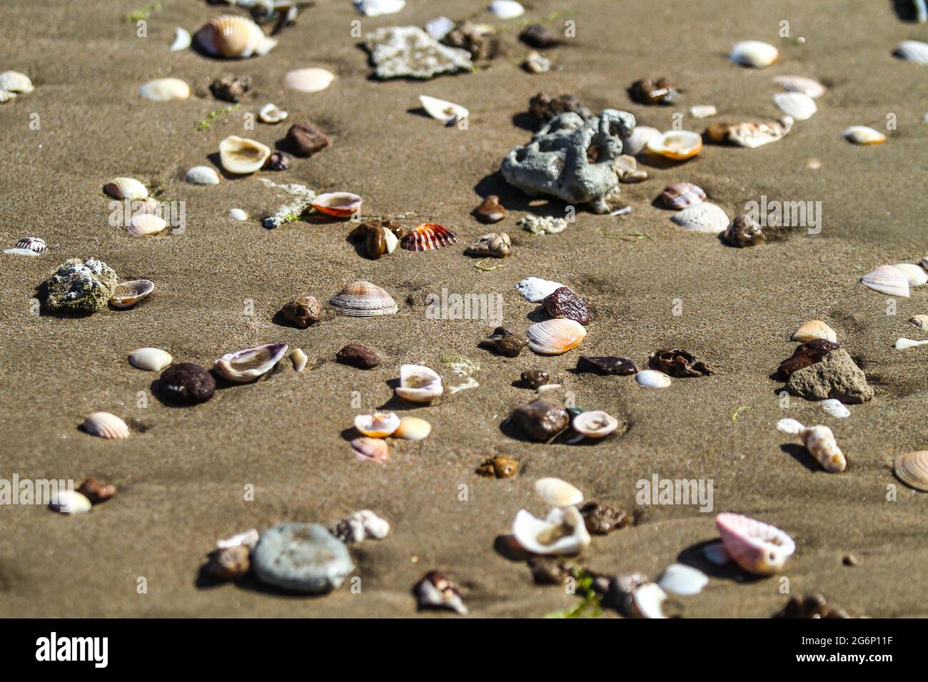 Kino almeja sobre la arena de bahia de Kino.Clam on the sand of Kino ...