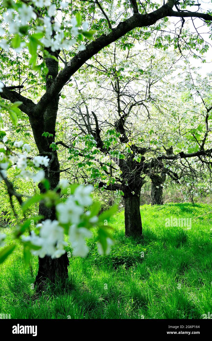 background, beautiful, clear, colorful, country, countryside ...
