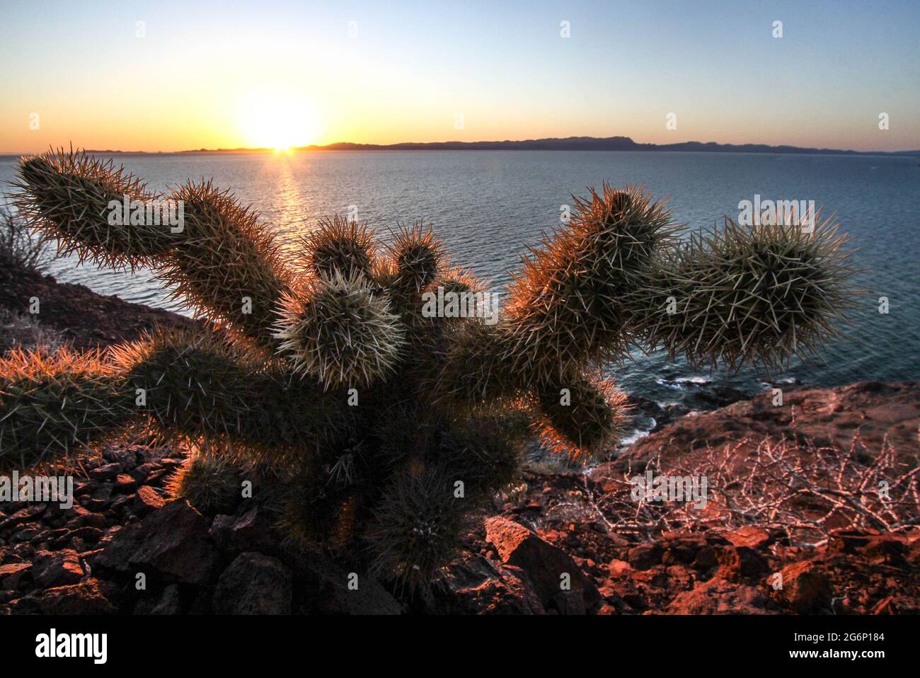 Choya en el paisaje del mar al atardecer en la bahia de Kino en ...