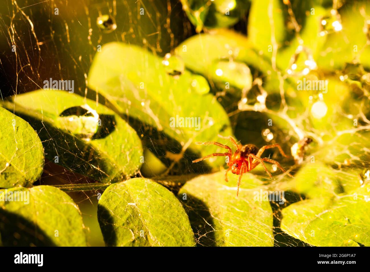 Spider in the cobweb hi-res stock photography and images - Alamy