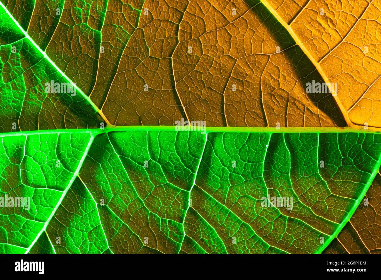 green sheet close-up, used as a background or texture Stock Photo - Alamy