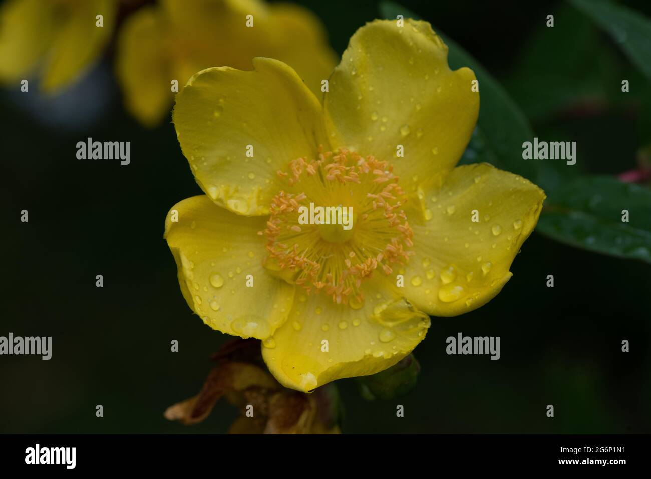 Flower Of Hypericum Hidcote High Resolution Stock Photography and ...