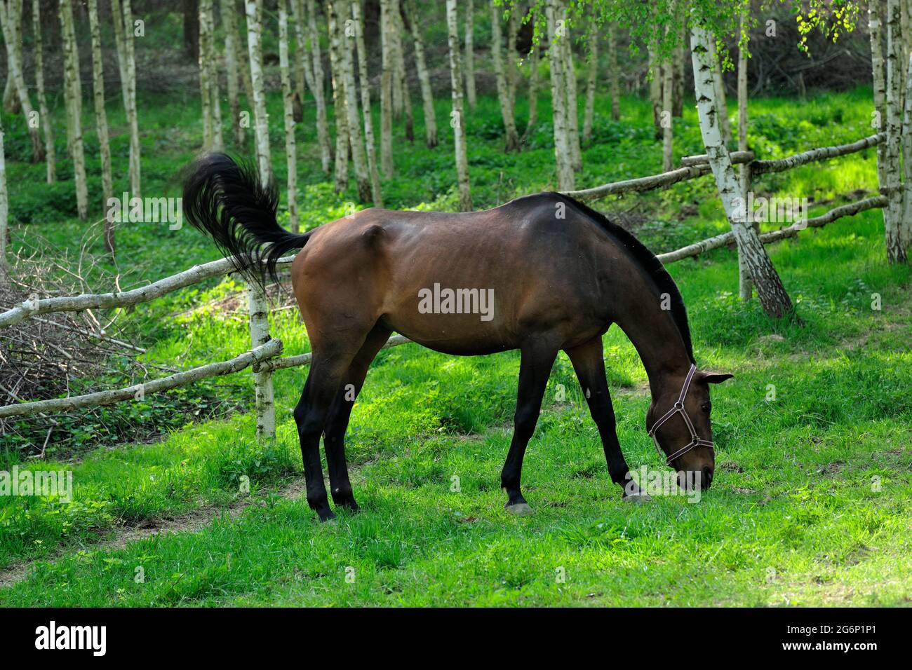 background, beautiful, clear, colorful, country, countryside ...