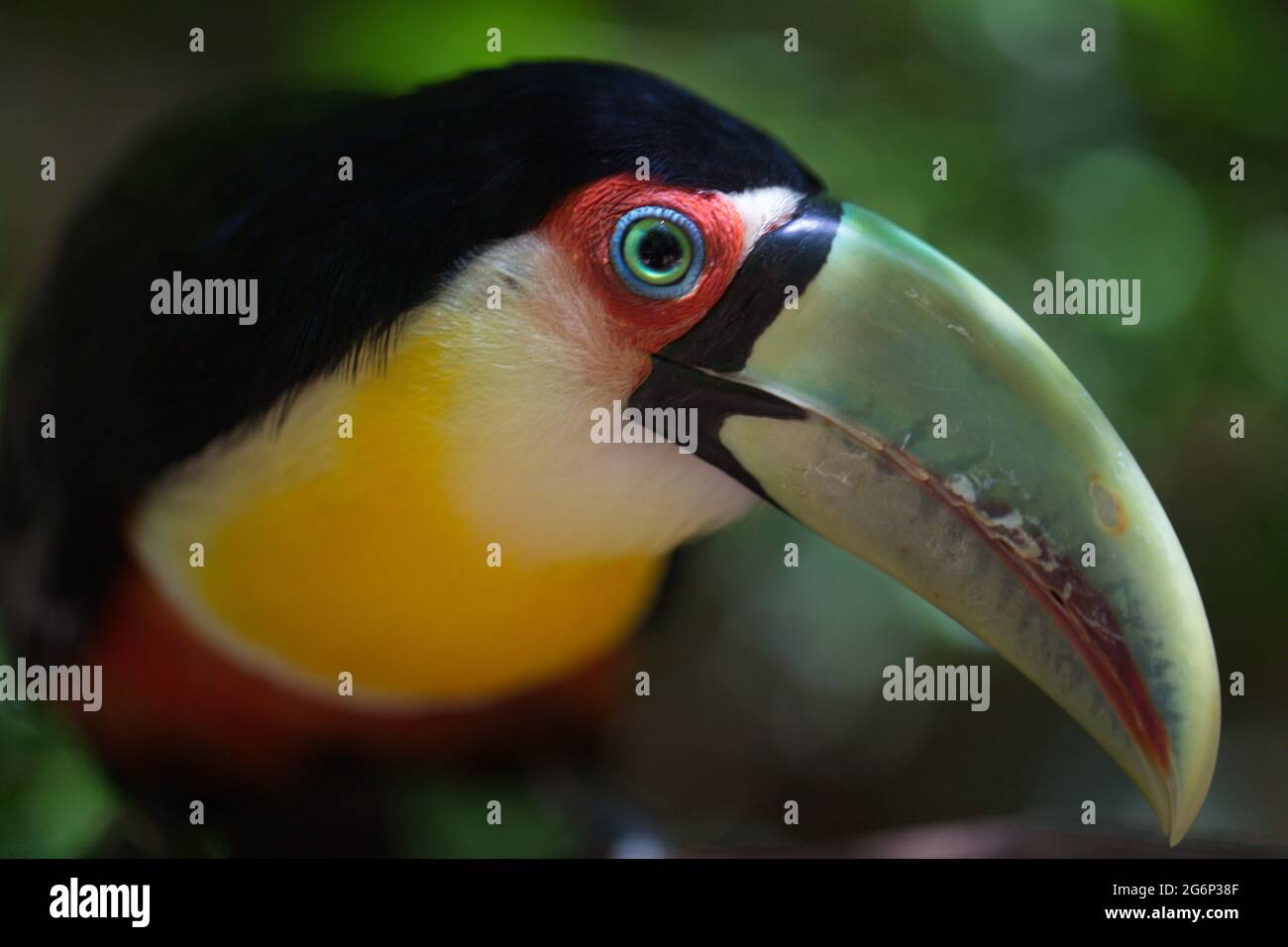 Closeup portrait of Toucan (Ramphastos toco) eye and face Foz do Iguacu ...