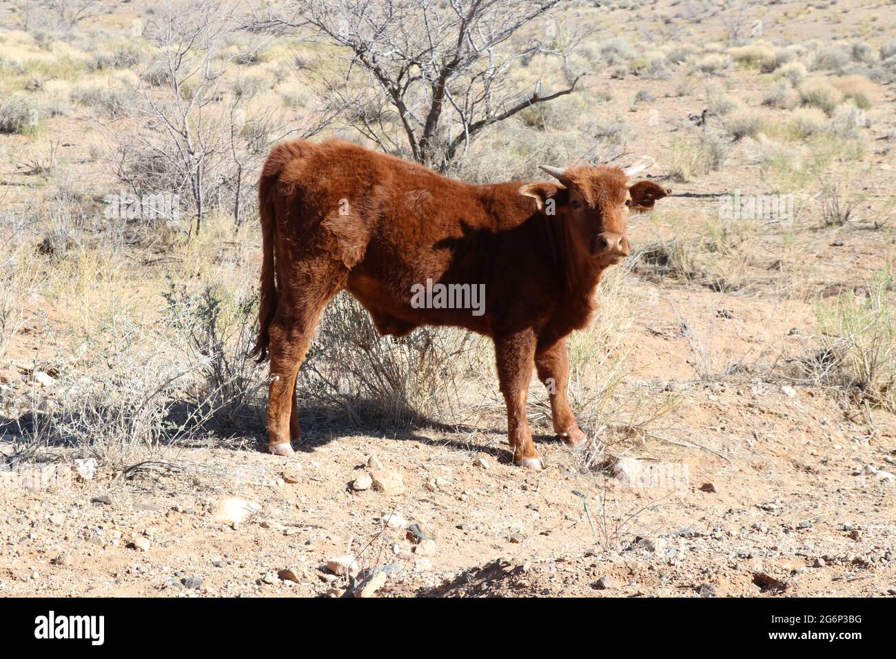 Free Range Cow Stock Photo - Alamy
