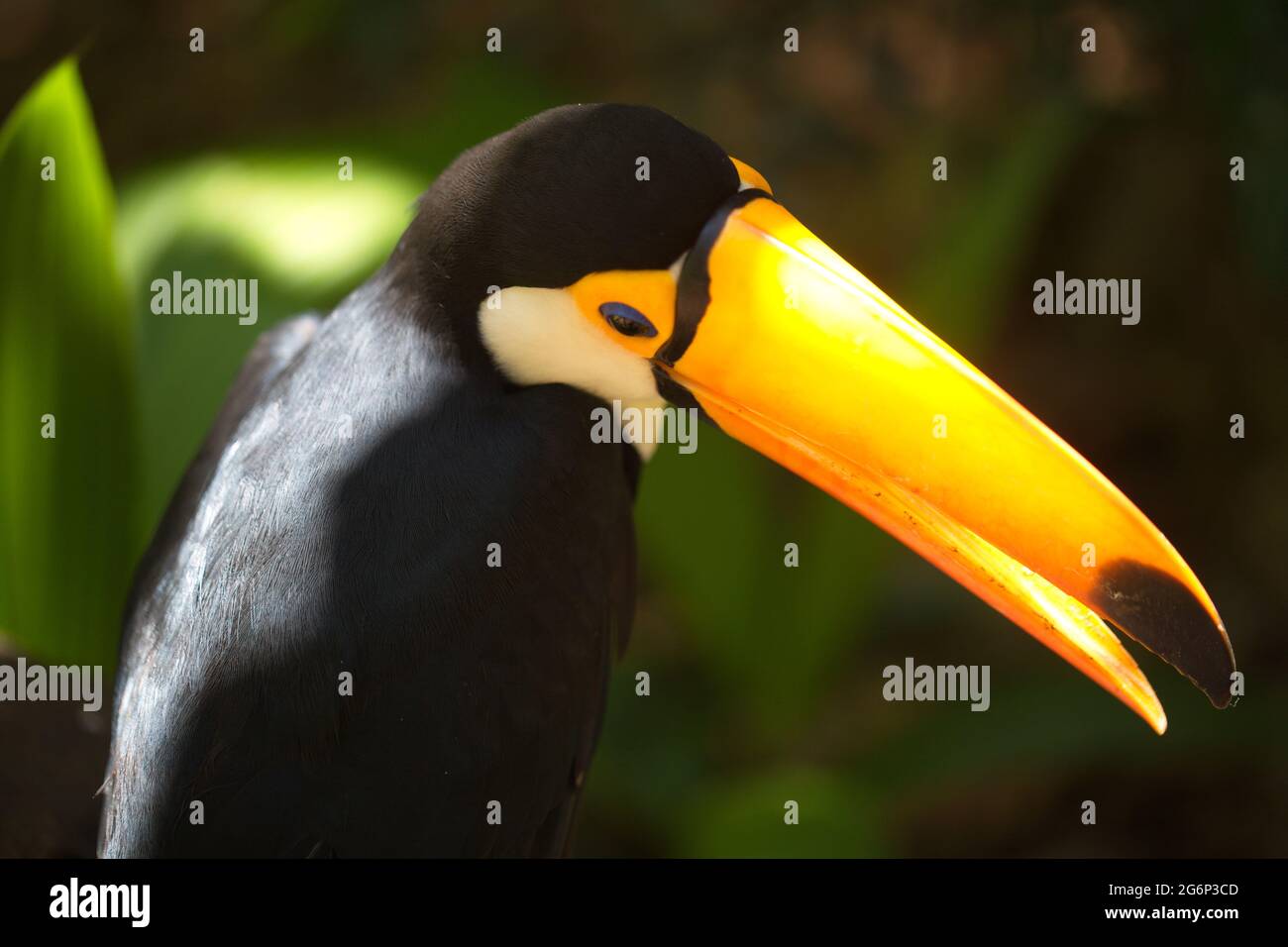 Closeup side on portrait of Toucan (Ramphastos toco) eye and face Foz ...
