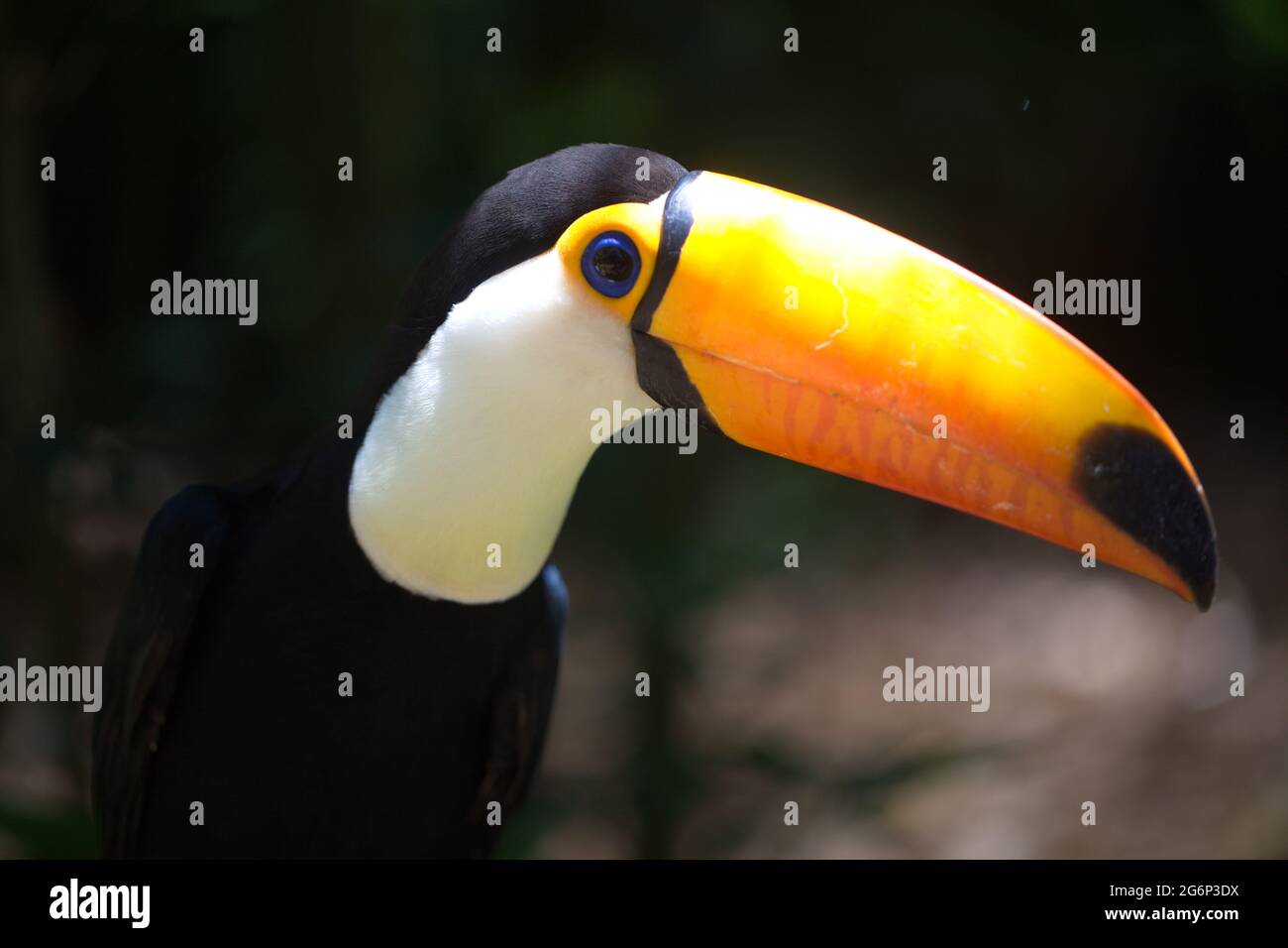 Toucan cartoon hi-res stock photography and images - Alamy