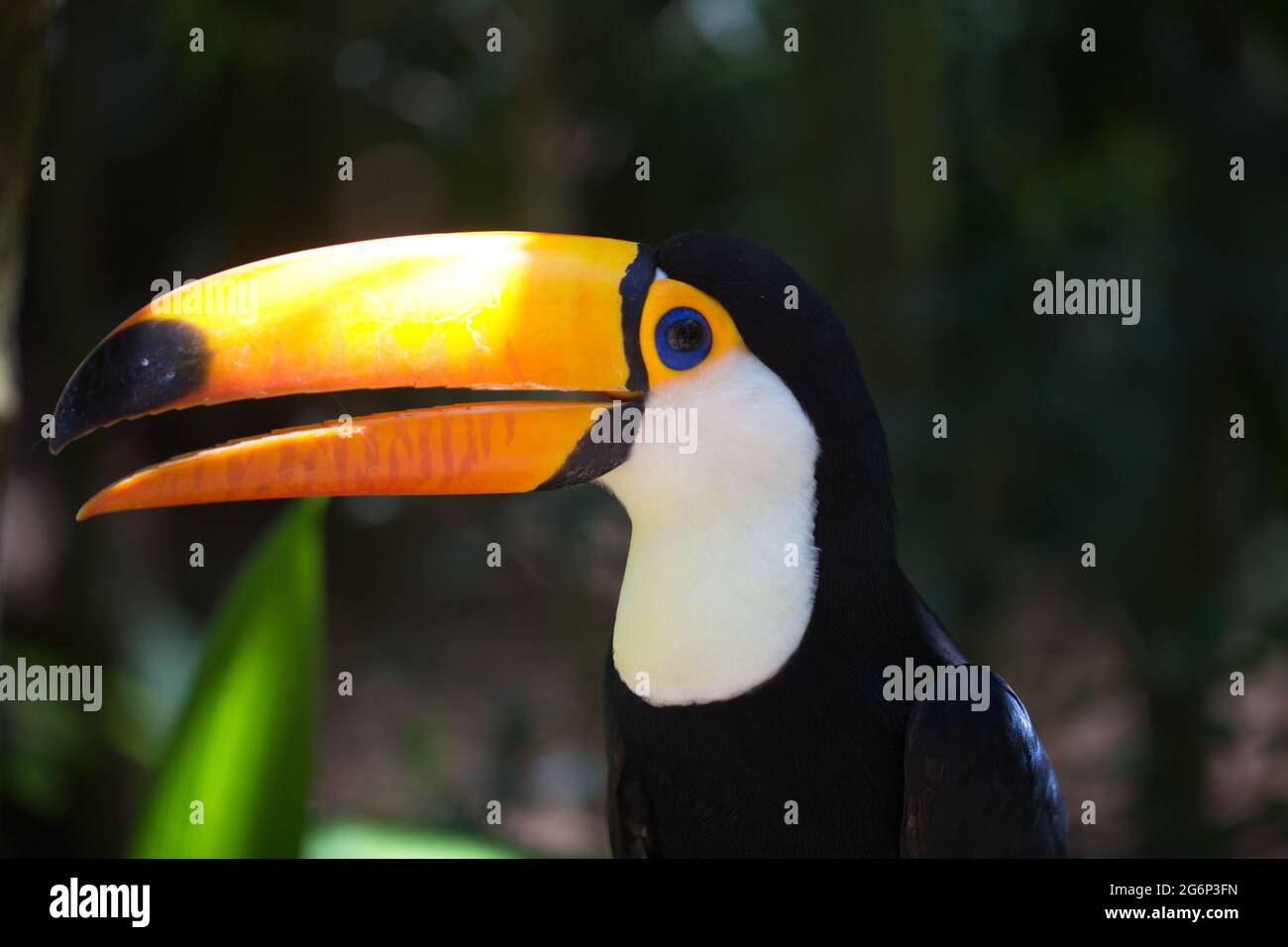 Side on closeup portrait of Toucan (Ramphastos toco) eye and face Foz ...