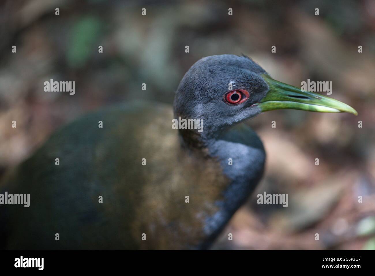 Closeup portrait of bird head with red eye Foz do Iguacu, Brazil Stock ...