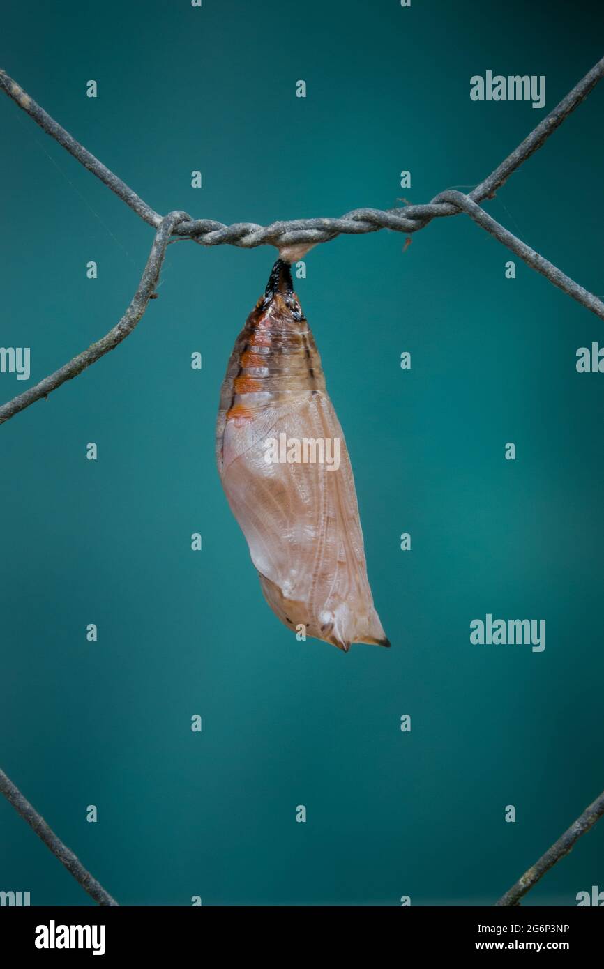 Newly formed Chrysalis of Australian Leafwing Butterfly (Doleschallia ...