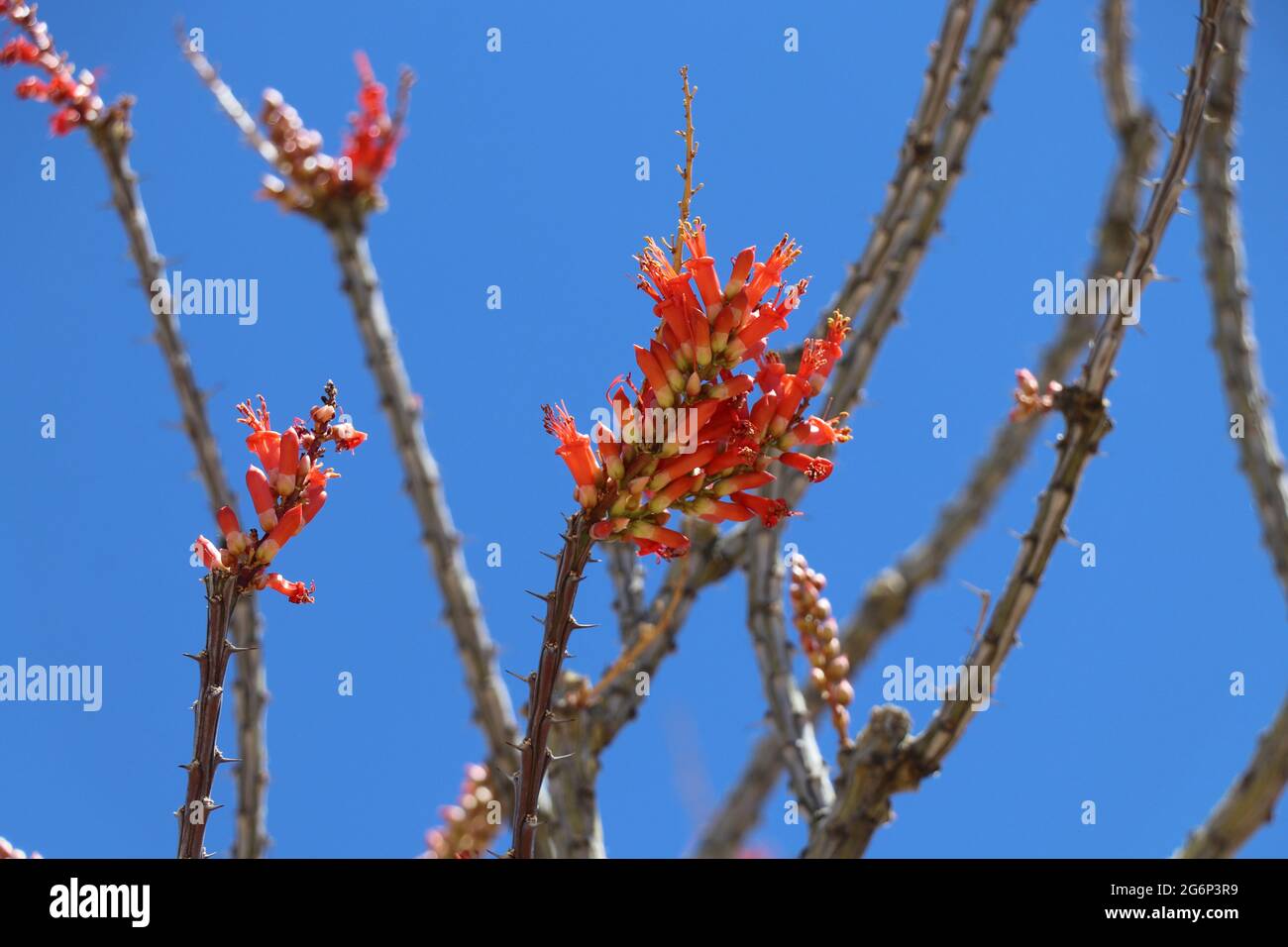Ocotillo in bloom hi-res stock photography and images - Alamy