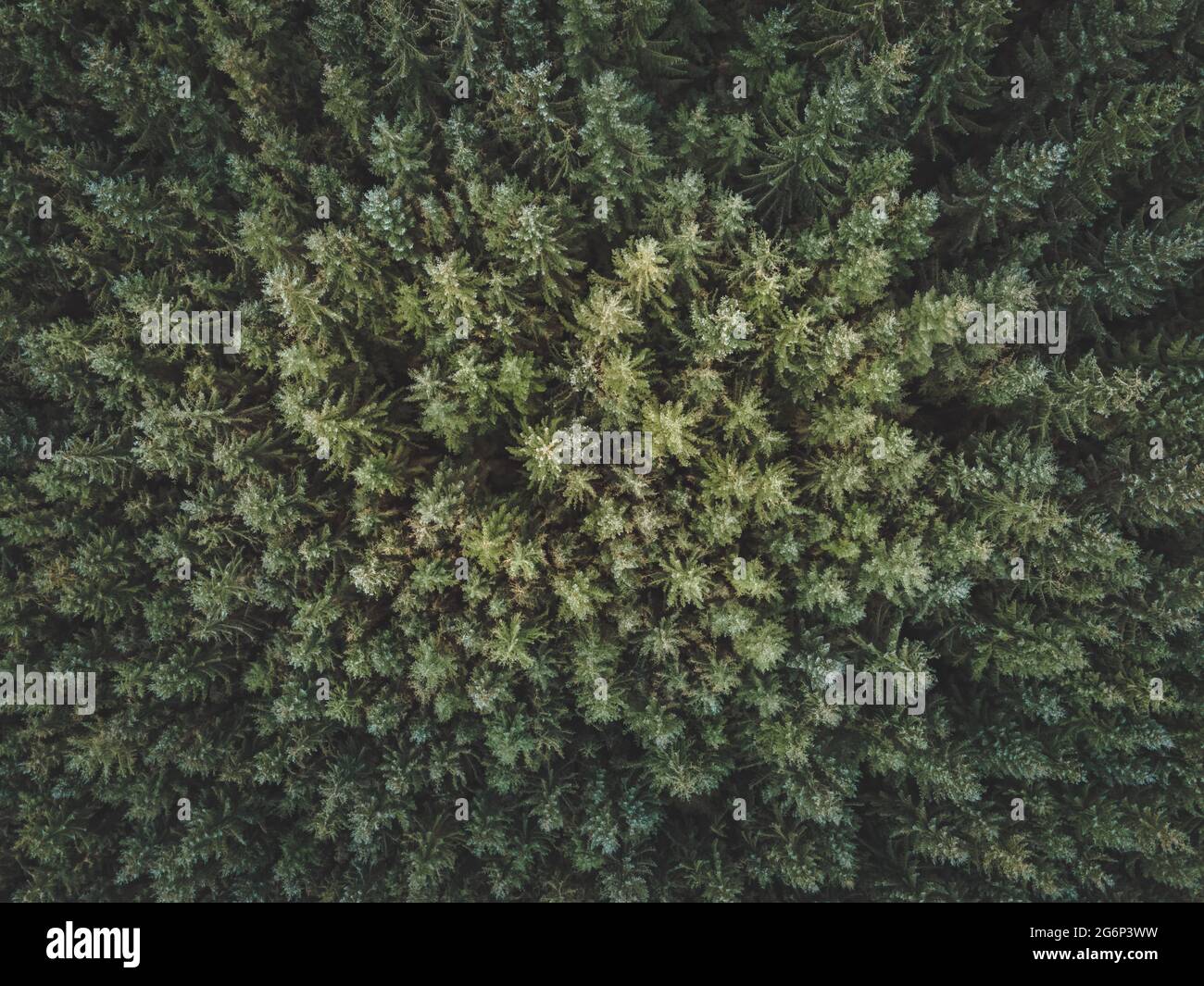 Forest green woods nature drone hi-res stock photography and images - Alamy