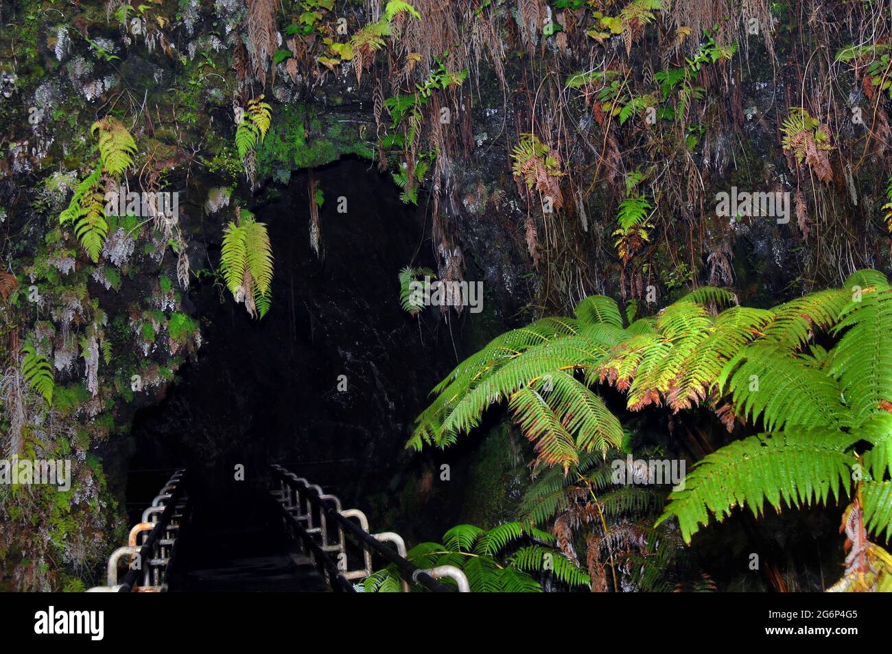 Walkway leads into the Thurston lava Tube. An authentic tube that winds ...