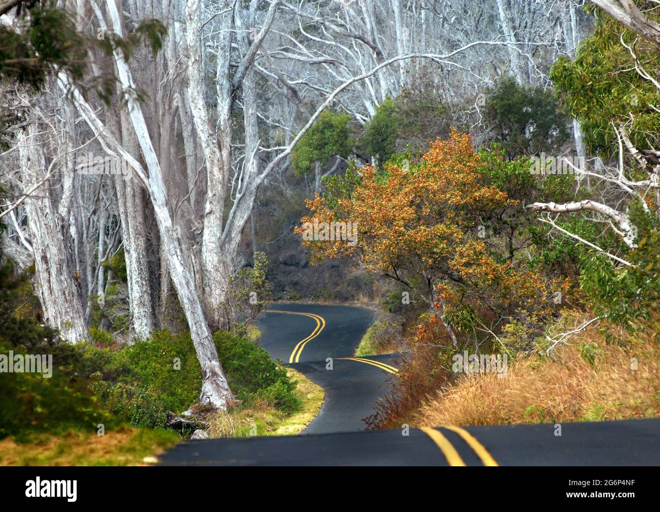 Big Island of Hawaii backroad curves and dips at it winds around tall ...