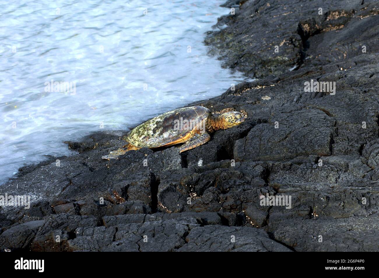 Sea turtle soaks up the rays as he lays on the Koha Coast of the Big ...