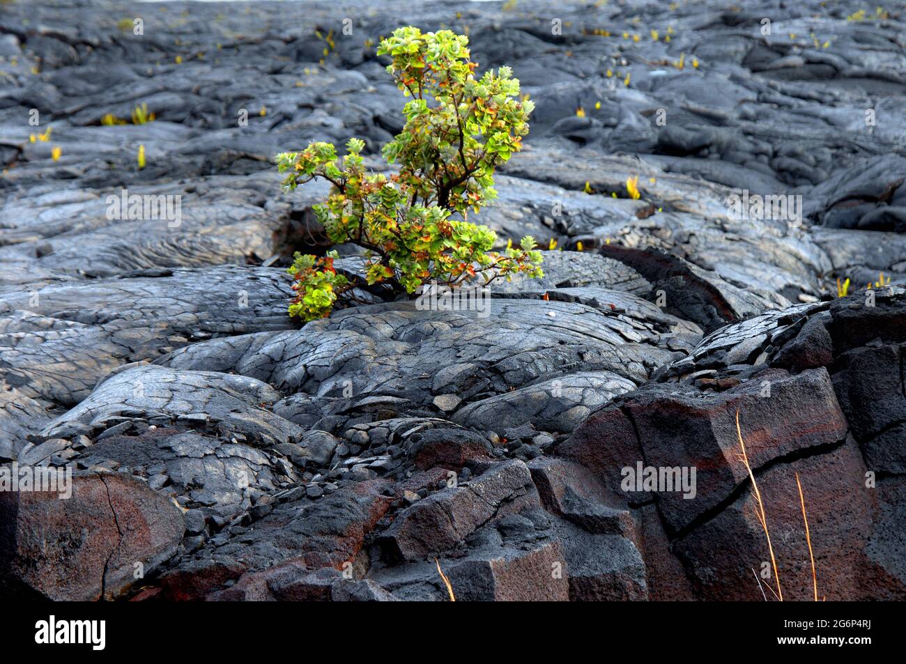 New growth springs from the cracks in the lava in Volcanoes National ...
