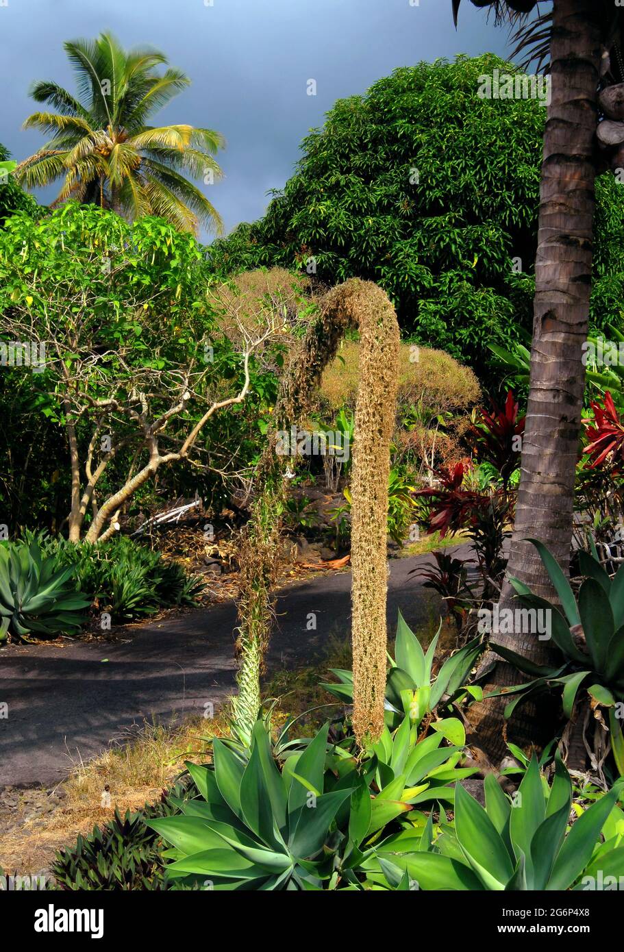 Curving flower stem of the Agave Attenuata also known as fox tail agave ...