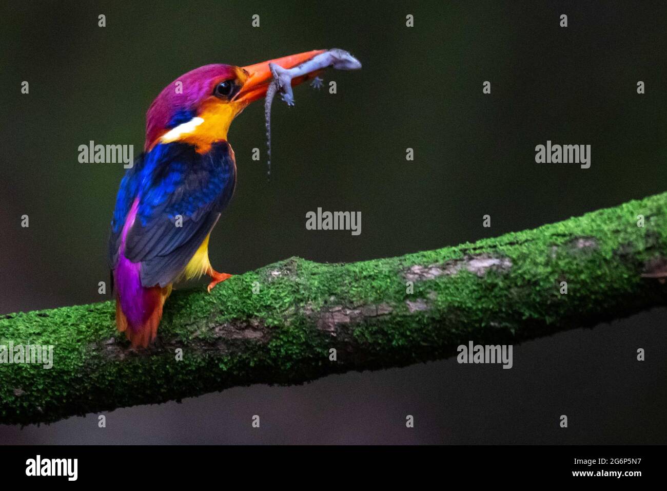 Birds Of Konkan High Resolution Stock Photography and Images - Alamy
