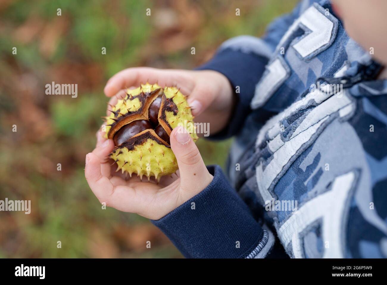 Open Conker High Resolution Stock Photography and Images - Alamy