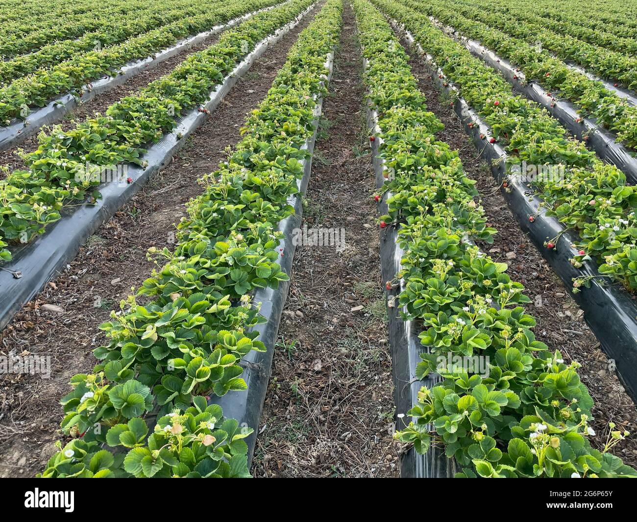 Strawberry field in production ready to harvest Stock Photo - Alamy