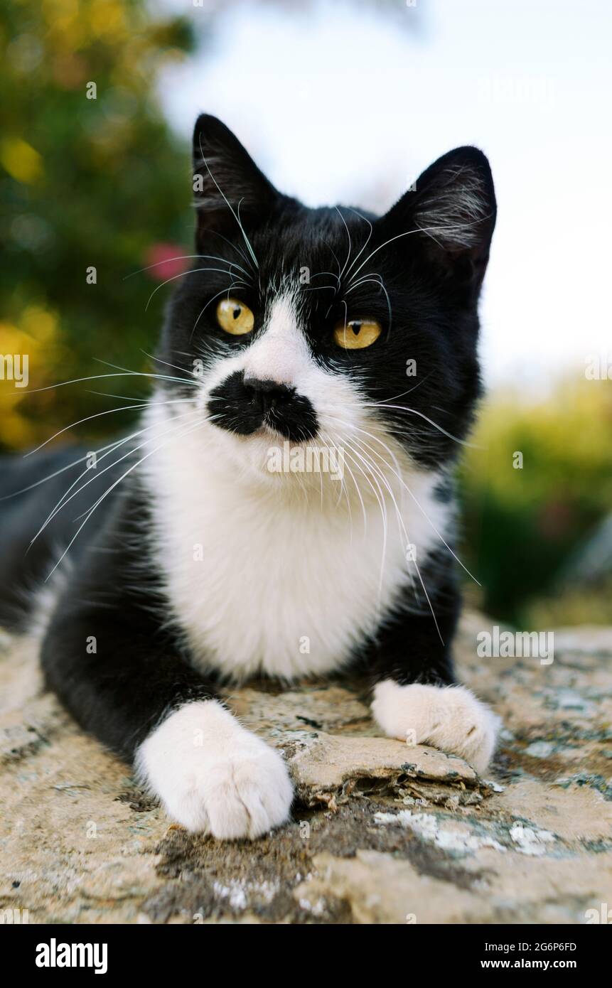 Front view of a lying cat outdoors Stock Photo - Alamy