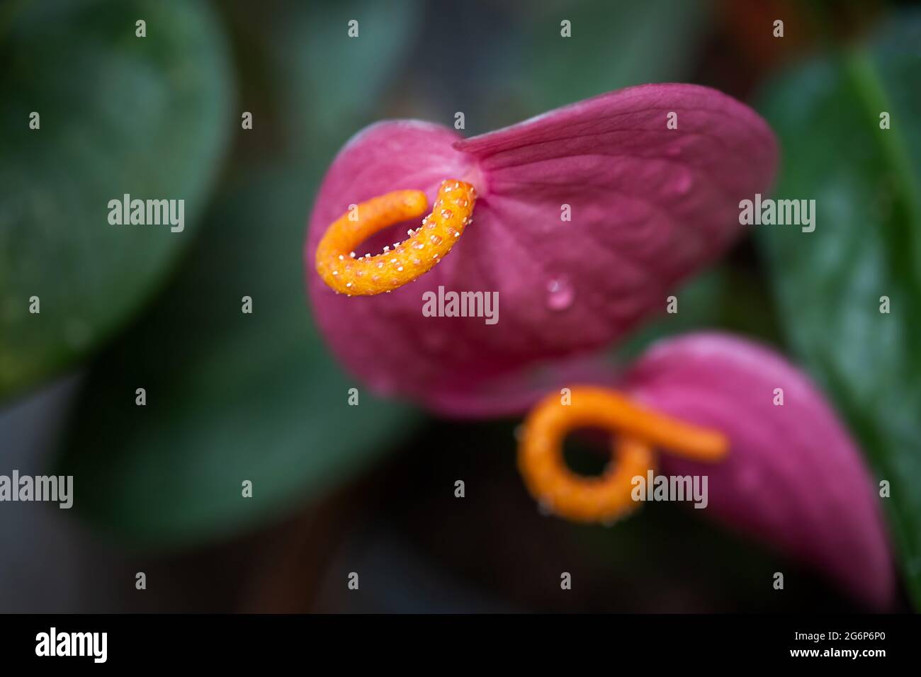 closeup of view of red flower revealing male and female reproductive ...