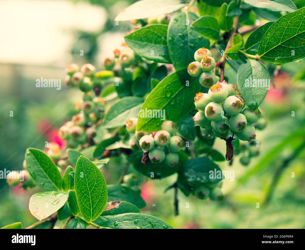 Green unripe blueberry branch with cobweb. Great bilberry after the ...