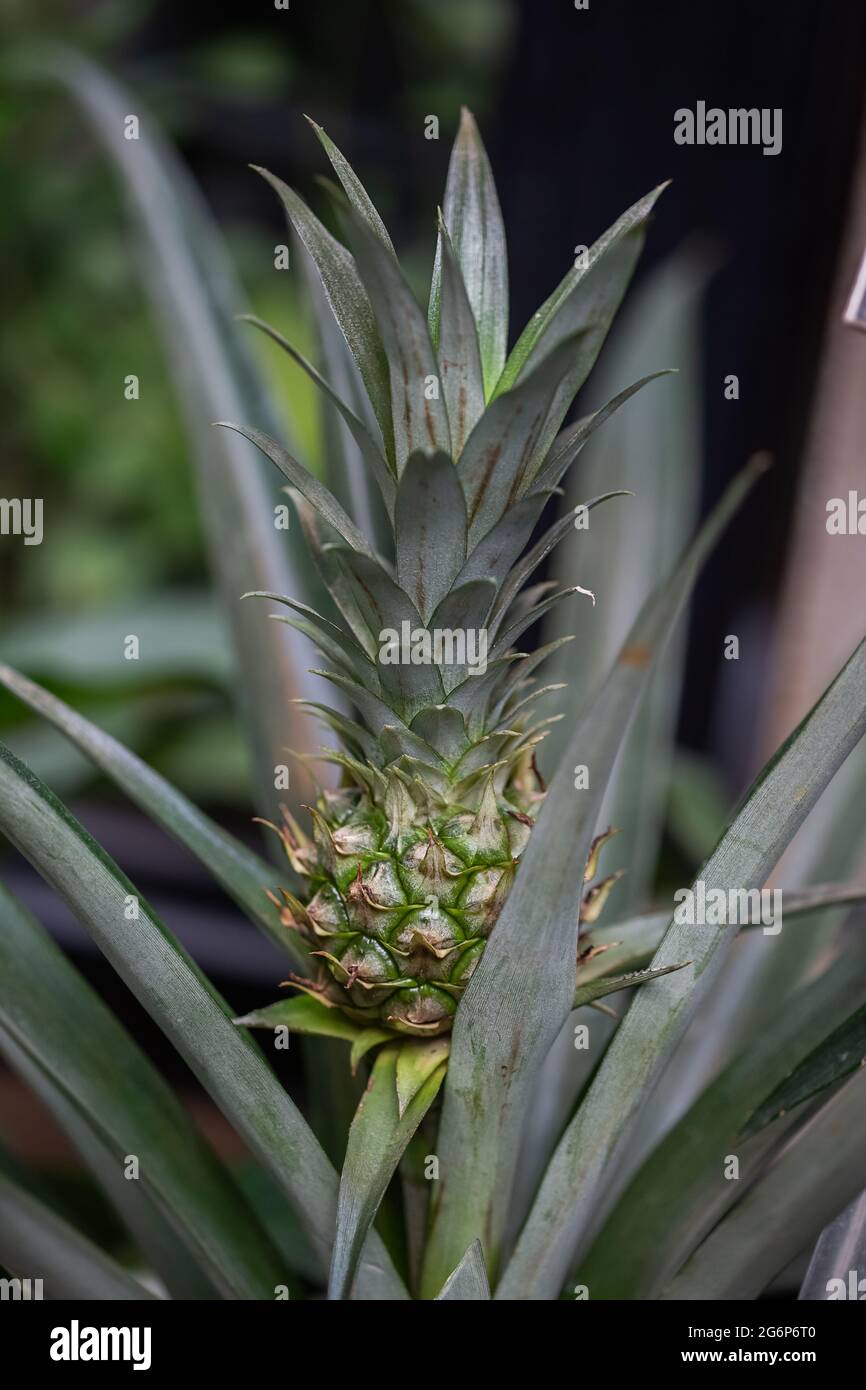 Pineapple tropical fruit growing in in the greenhouse on a blurred ...