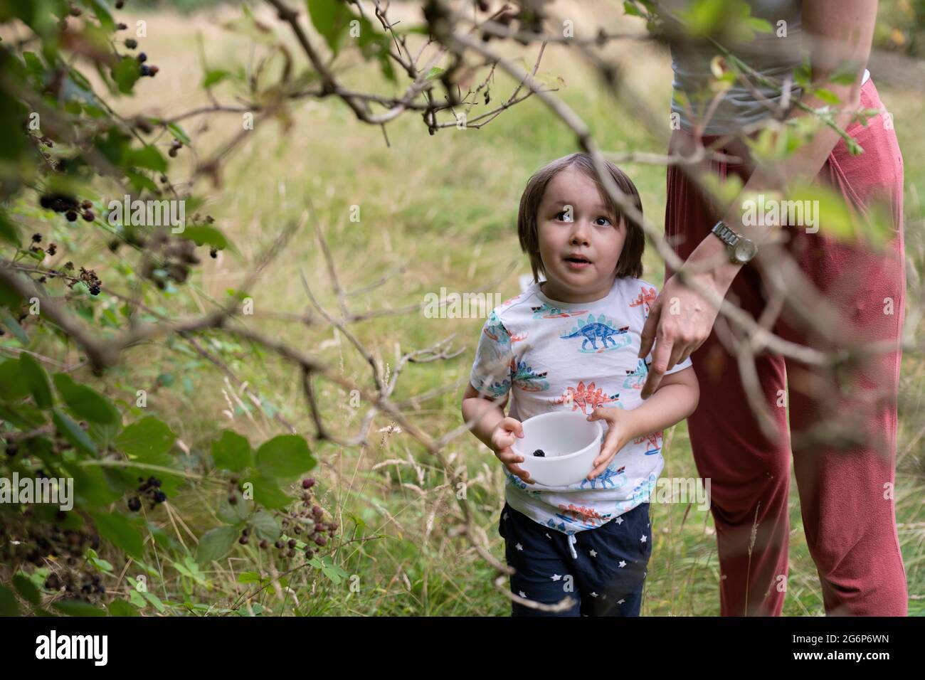 A child picking blackberries with his mother Stock Photo - Alamy
