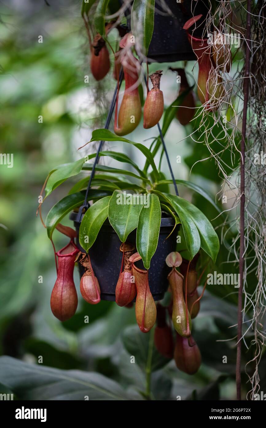 Hanging Pitcher Plant