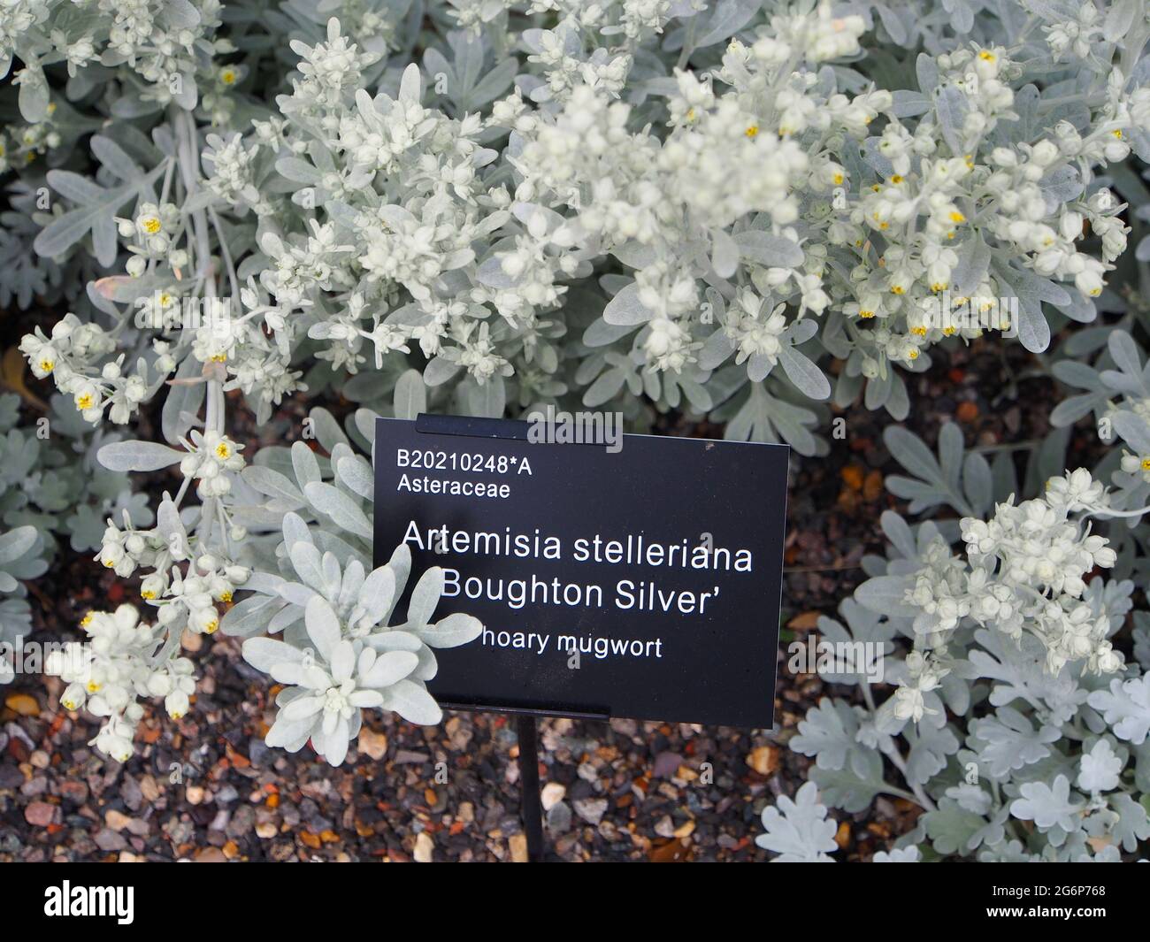 Artemisia Stelleriana Var. Broughton Silver (Hoary Mugwort) with its ...