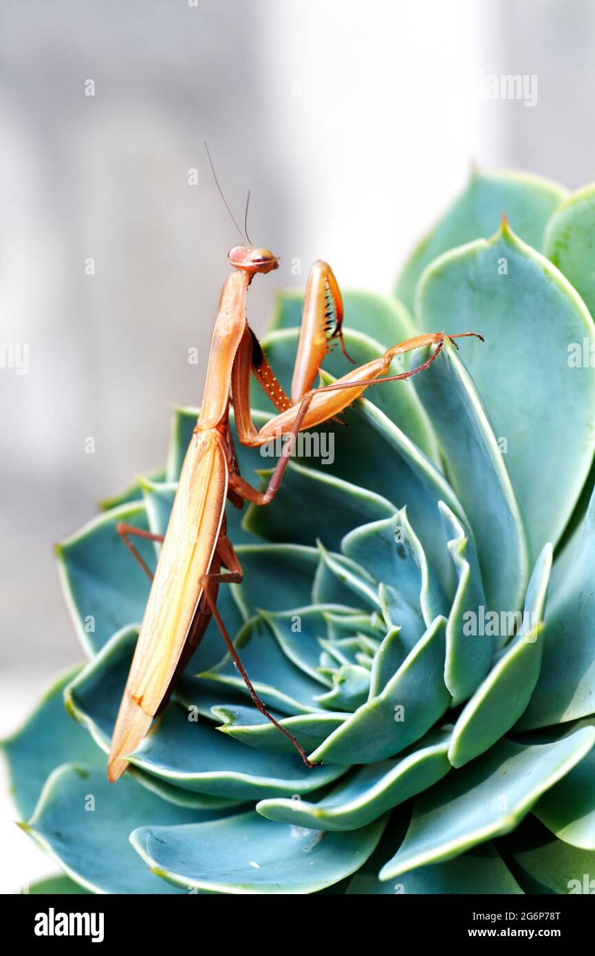 Brown praying mantis (Mantis religiosa) on succulent plant Stock Photo ...