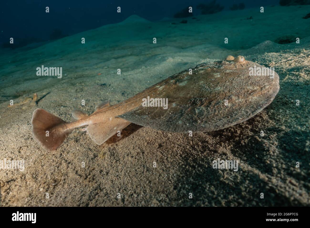 Torpedo sinuspersici On the seabed in the Red Sea, Israel Stock Photo ...